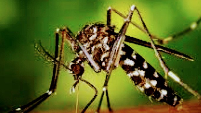 Zika virus: Kerala health minister Veena George declares statewide ...
